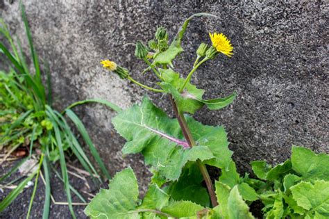 ノゲシ 春から夏にかけてタンポポに似た黄色い花を咲かせる道端の野草 きたむらいふ