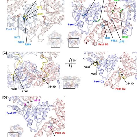Structural Mapping Of Mutations That Concern The Atp Binding Pocket