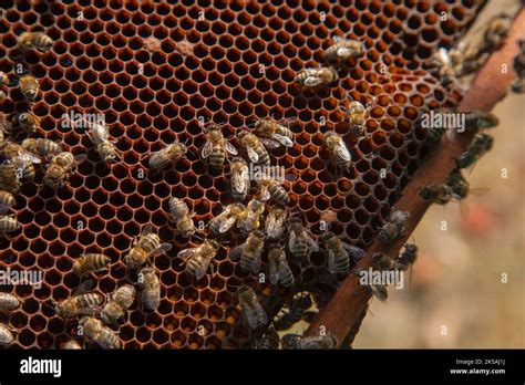 Frames Of A Beehive Just Taken From Beehive With Sweet Honey Busy Bees On The Yellow Honeycomb