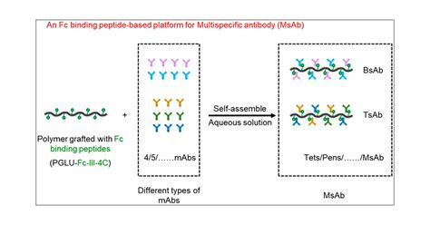 An Fc Binding Peptide Based Facile And Versatile Build Platform For Multispecific Antibodies