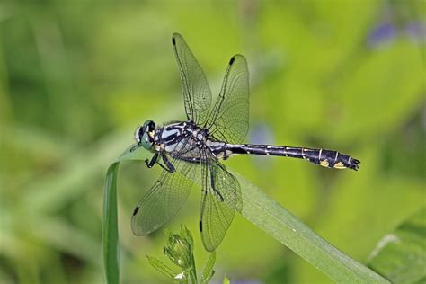 35 Types Of Dragonflies Pictures And Identification