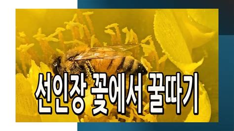 선인장 꽃에서 꿀따기선인장꿀벌꽃꿀 Youtube