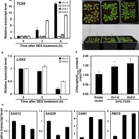 Tcx8 Binds To The Consensus Sequence Of Tcp Binding Sites On The Lox2 Download Scientific