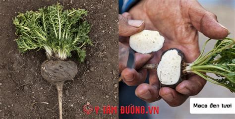 Sâm Maca Peru Củ Khô Màu Vàng Và Đen