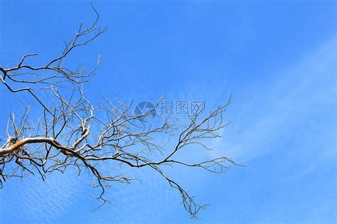 树枝与蓝天对立天气蓝色植物木头天空树干森林高清图片下载 正版图片322201381 摄图网