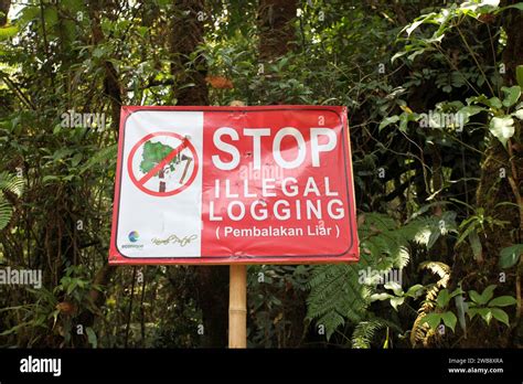 Illegal Logging Quotes