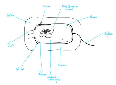 Bacteria Flashcards Quizlet