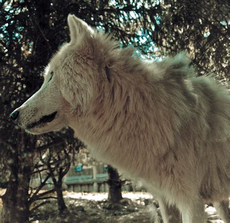 無料画像 野生動物 狼 動物相 脊椎動物 哺乳類のような犬 サルロスウォルフドッグ 犬の品種グループ カニクイザル