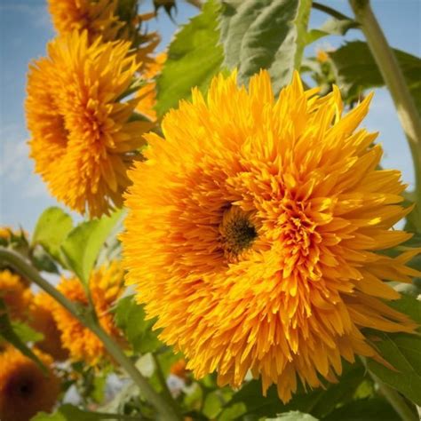 Кичест слънчоглед Висок Сънголд