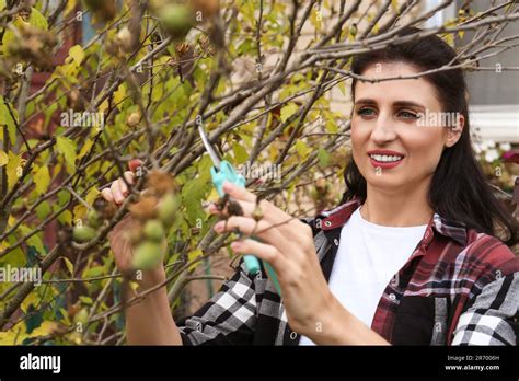 Woman Pruning Tree Branch By Secateurs In Garden Closeup Stock Photo Alamy