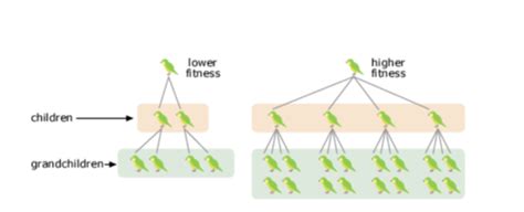 Biol 315 Exam 2 Flashcards Quizlet