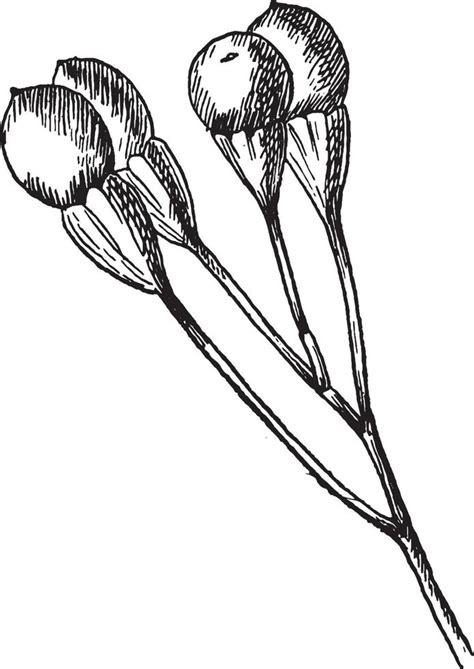 Sassafras Fruit Vintage Illustration 13822070 Vector Art At Vecteezy