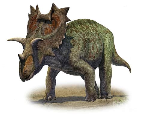 Ceratops Pictures And Facts The Dinosaur Database