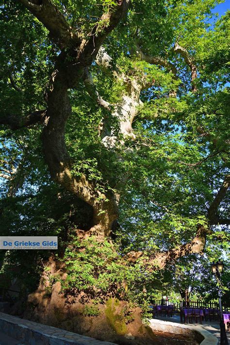 Krasi Een Traditioneel Kretenzisch Bergdorpje