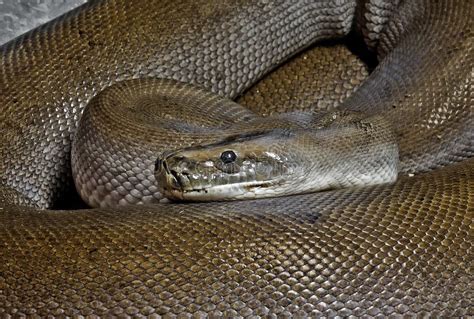 Close Up Patternless Green Burmese Python Coiled On The Floor Stock