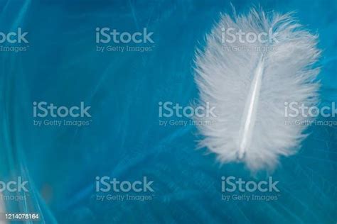 팬텀 블루 깃털 패턴 텍스처 배경에 아름다운 흰색 동향 새 깃털을 닫습니다 매크로 사진 보기 0명에 대한 스톡 사진 및 기타 이미지 Istock