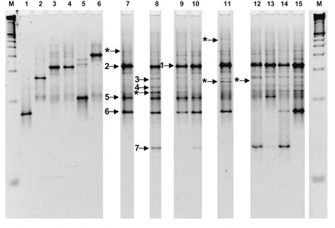 Enterococcus Durans Semantic Scholar