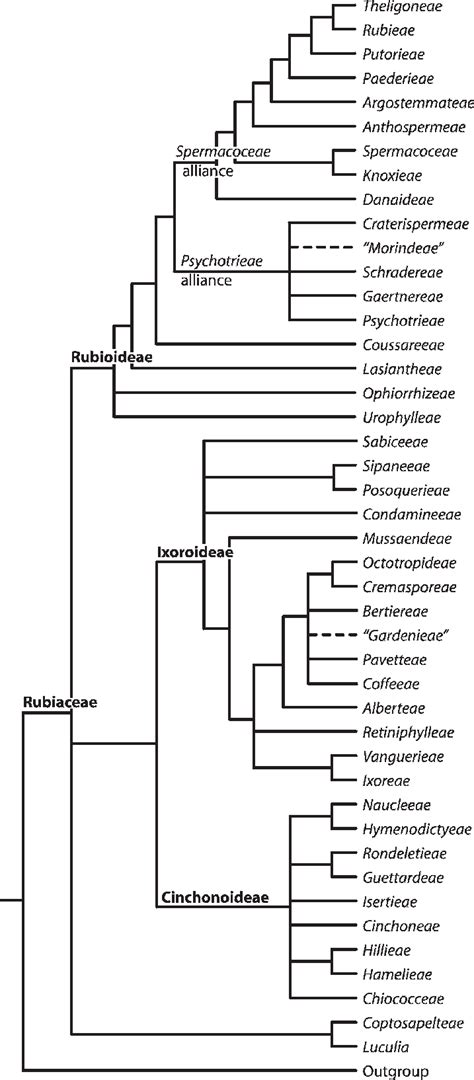 Simplified Majority Rule Consensus Tree From Mrbayes 311 Analysis Of
