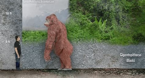 Gigantopithecus The Largest Primate To Have Ever Lived Compared To A Human R Naturewasmetal
