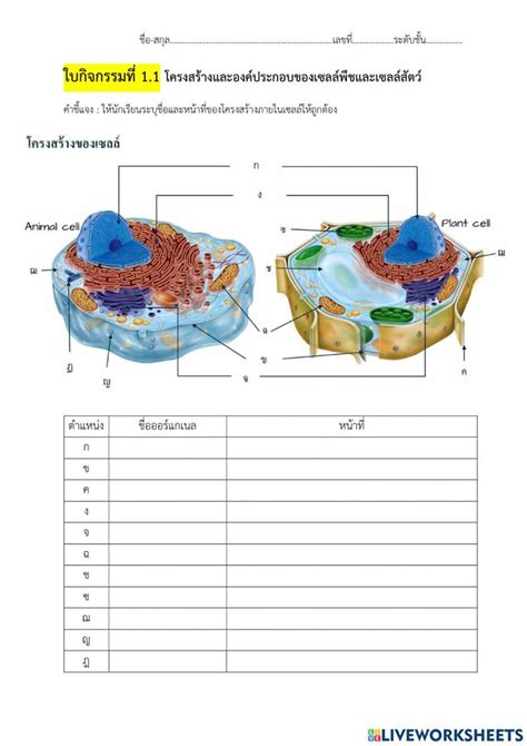 โครงสร้างและองค์ประกอบของเซลล์พืชและเซลล์สัตว์ Worksheet ในปี 2023 เค้าโครงการนำเสนอ น่ารัก