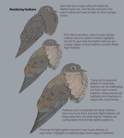 Featherfalling Feather Illustration For Non Biologists It