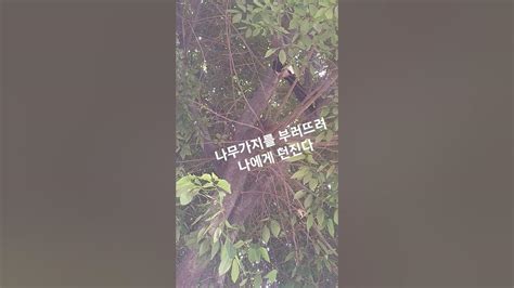 사람 위협하는 조류까치까치위협길조 Youtube