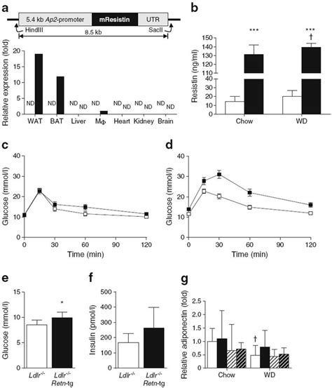 Overexpression Of The Resistin Gene In Adipocytes Results In Mild Download Scientific Diagram