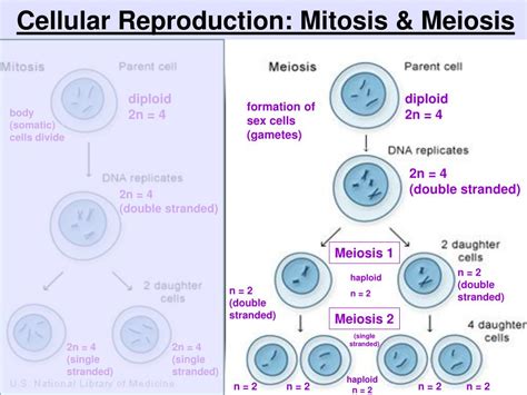 Ppt Unit 7 Cellular Reproduction Powerpoint Presentation Free Download Id 5147099