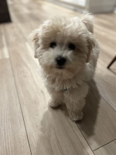 What Does Genai Mean For Behavioural And Social Scientists