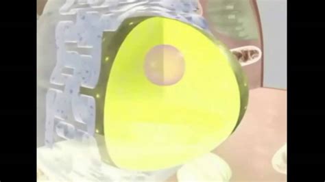 10 Interphase Nucleus Youtube