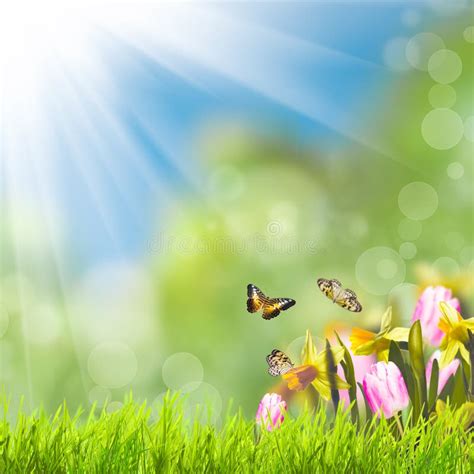Green Grass Over Sunlight Stock Image Image Of Abstract 36992111