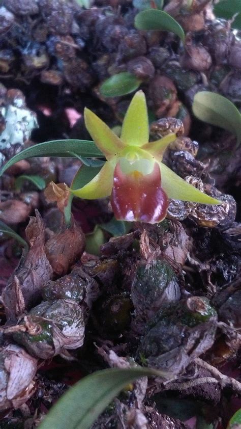 Saine Yake Nyain Villa နတ်သမီးလှေကား Pellionia Repens ဖက်ယားမျိုးရင်းဝင် နွယ်ပင်တစ်မျိုးဖြစ်သည