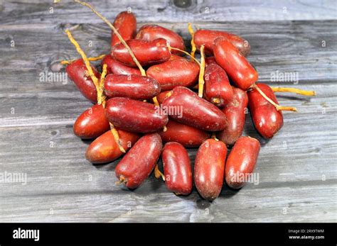 Zaghloul Egyptian Red Dates Grow By The Dozens On Long Yellow Stems