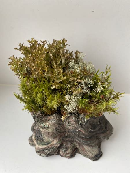 Украшение настольное интерьерное Кашпо купить по доступным ценам в интернет магазине Ozon