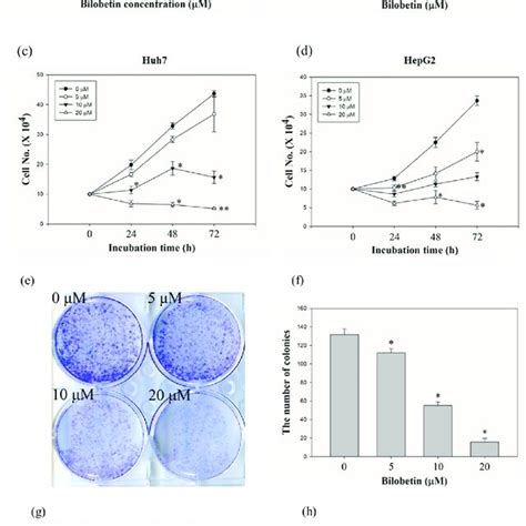 Cell Cycle Analysis Of Bilobetin Against Hcc Cell Lines Increase Of Download Scientific