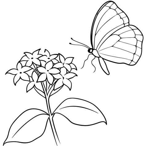 A Butterfly Is Extracting Nectar From A Pentas Flower Illustration Line Art 50986354 Vector Art