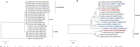 Figure 1 From Antimicrobial Resistance And Virulence Characteristics Of