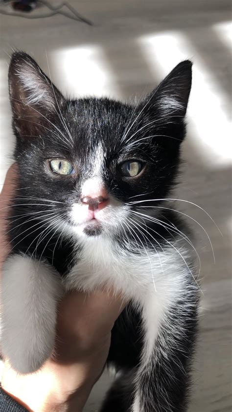 Sweet Kitty 🐈‍⬛