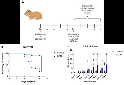 The Binding Component Cdtb Enhances Virulence In A Hamster Model Of Download Scientific Diagram
