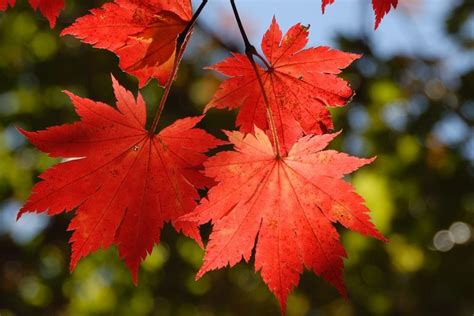 Прогноз погоды на 19 октября в Сахалинской области