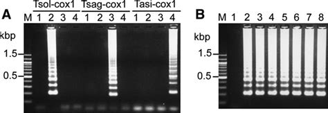 A Loop Mediated Isothermal Amplification LAMP Results And B Download Scientific Diagram