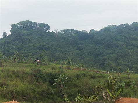 Daud Setiawan Medium