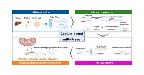 A High Efficiency Capture Based Ngs Approach For Comprehensive Analysis Of Mitochondrial