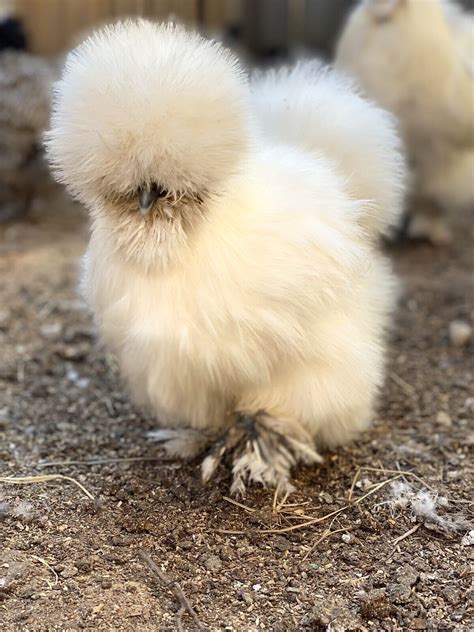 6 Show Quality Silkie Chicken Fertile Hatching Eggs All Colors Bearded