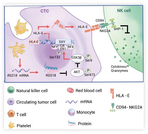 Hla E 免疫检查点 新星 Medchemexpress 知乎