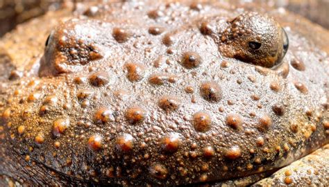 Extreme Close Up Of A Bumpy Textured Toad Skin Showing Intricate Details And Natural Patterns
