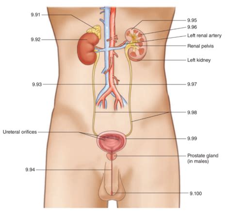 Solved Identify The Numbered Items On The Accompanying Figure Abdominal