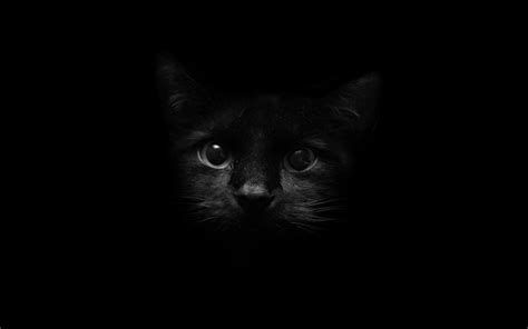 Black Cat Desktop Wallpapers 4k Hd Backgrounds On Wallpaperbat