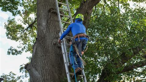15 facts about how freezing temperatures can affect your trees tree