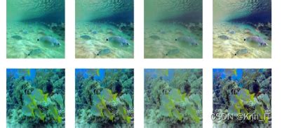 毕业设计选题基于卷积神经网络的海洋生物检测算法系统 python 人工智能 机器学习 计算机对海洋环境监测的实例 CSDN博客
